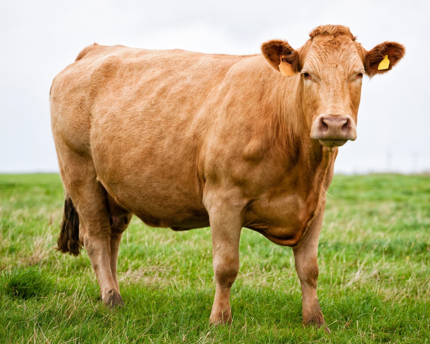 7 Jenis Sapi Terbesar di Dunia, Nyaris 2 Ton! - KAN Jabung Syariah Jawa ...