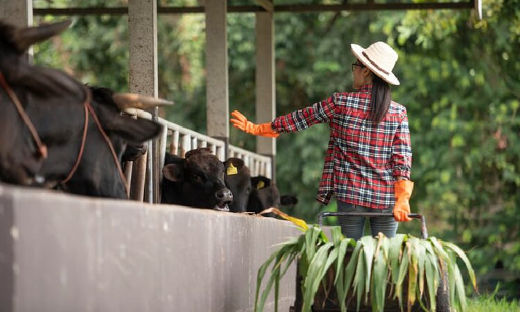 5 Tips Memilih Pakan Ternak Sapi Berkualitas dan Sehat - KAN Jabung ...