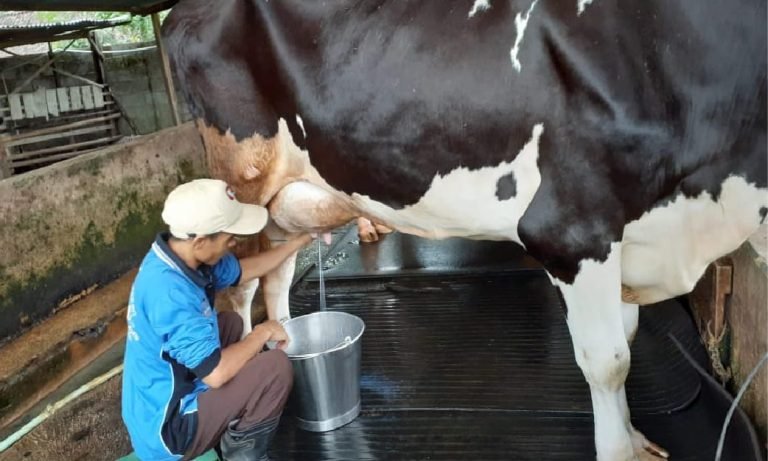 Mengenal Beragam Jenis Sapi Perah di Indonesia - KAN Jabung Syariah ...